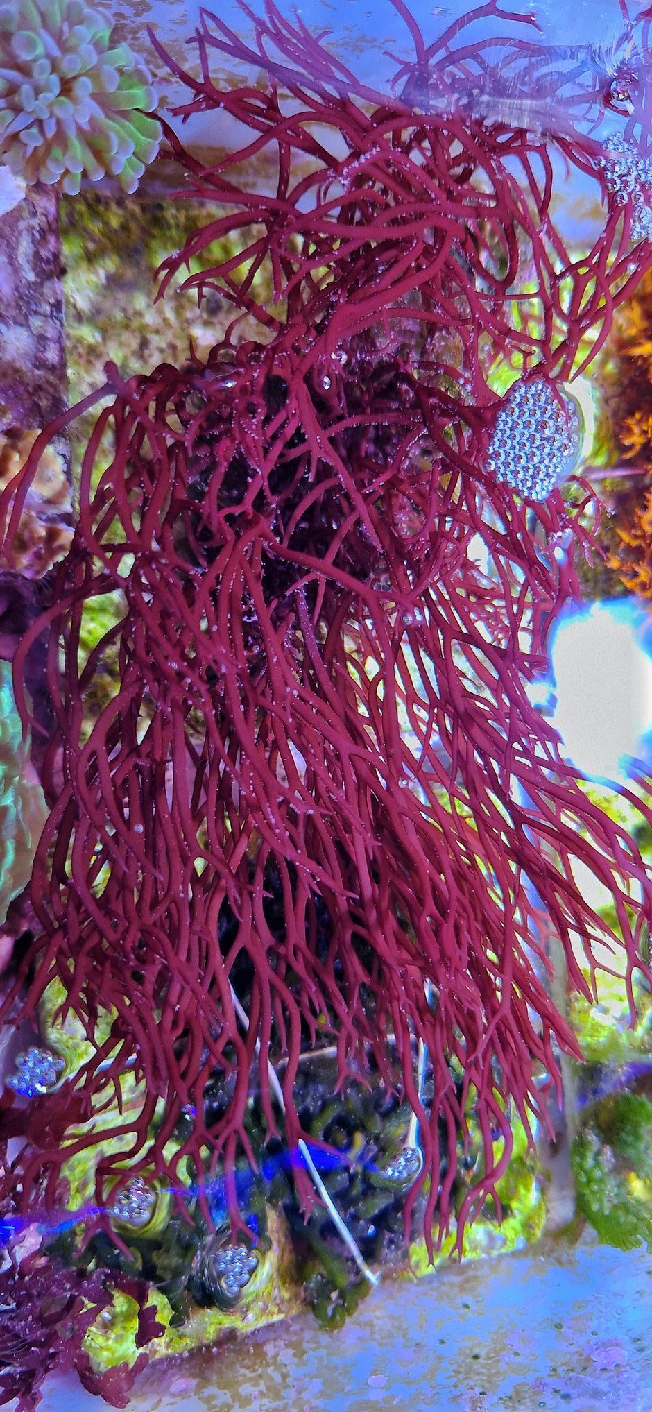 Reef Roots - Shop and Buy UK grown marine Macro Algae for reef aquaria ...